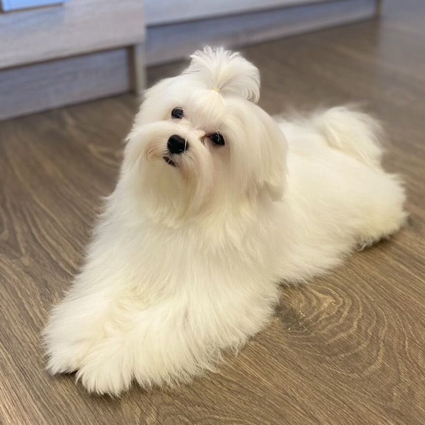 Мальтезе, мальчик, РКФ