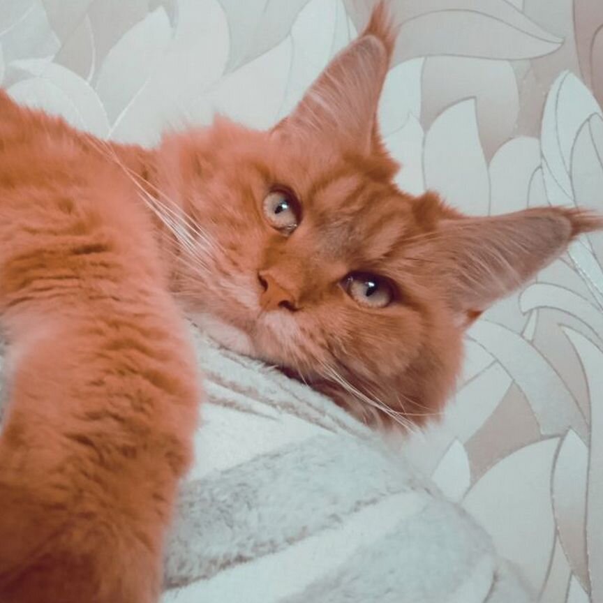 Котятки полидакты и классика