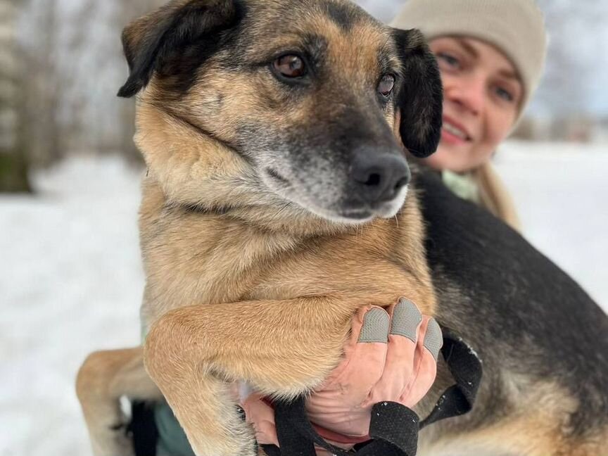 Собака из приюта с тяжелой судьбой