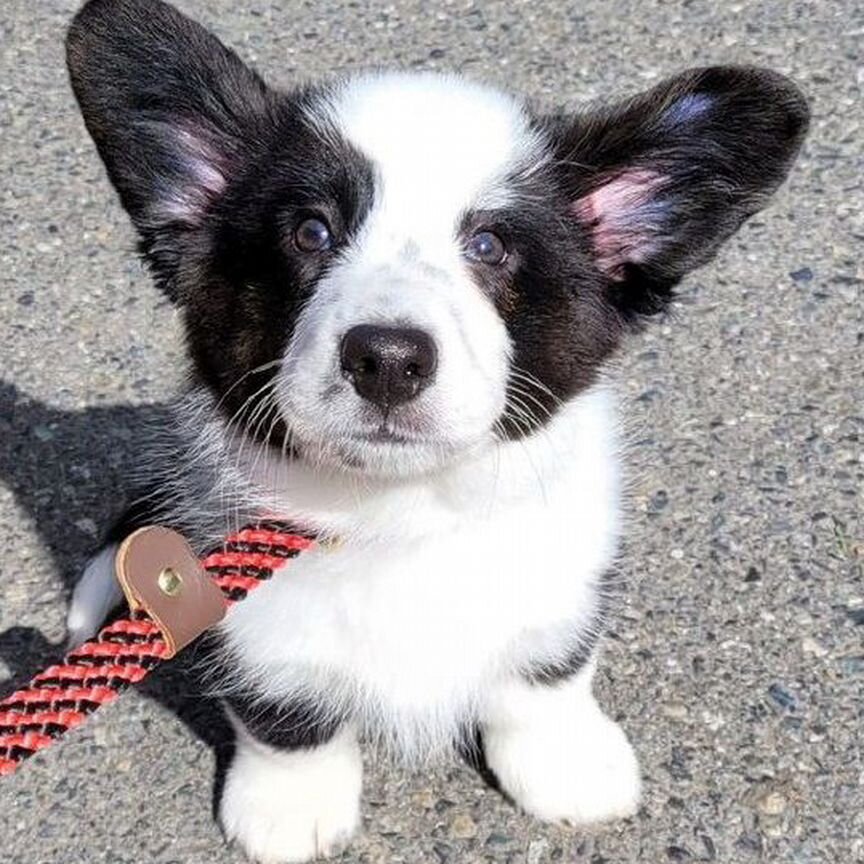 Вельш Корги Кардиган, щенок