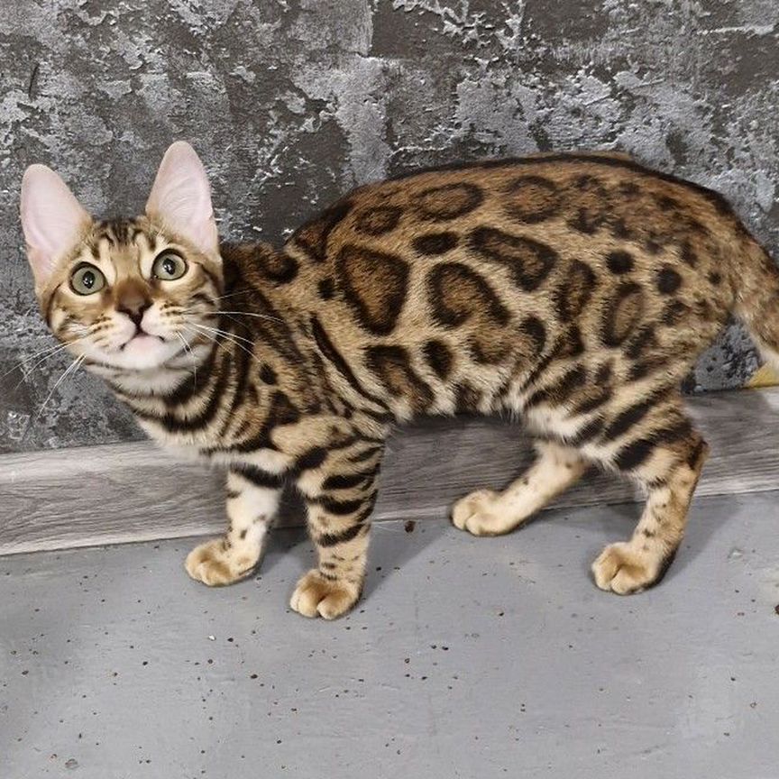 Бенгальские котята