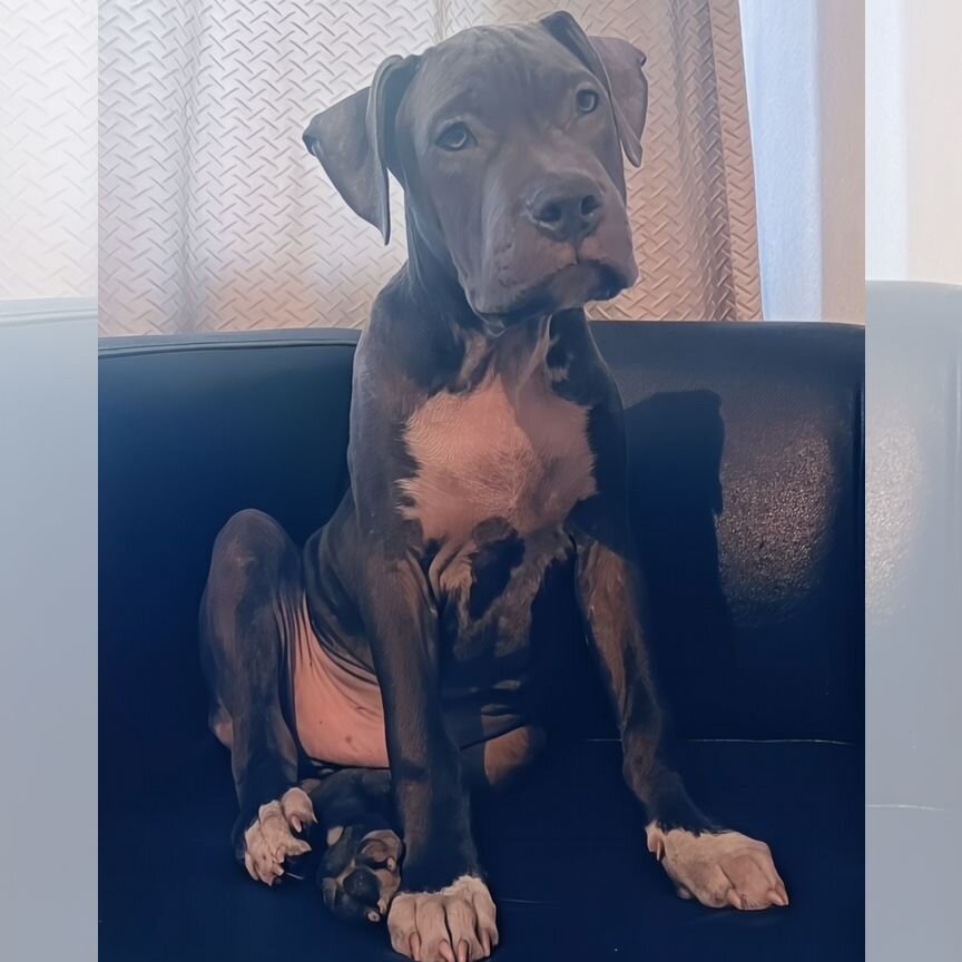 Американский стаффордширский терьер, щенок