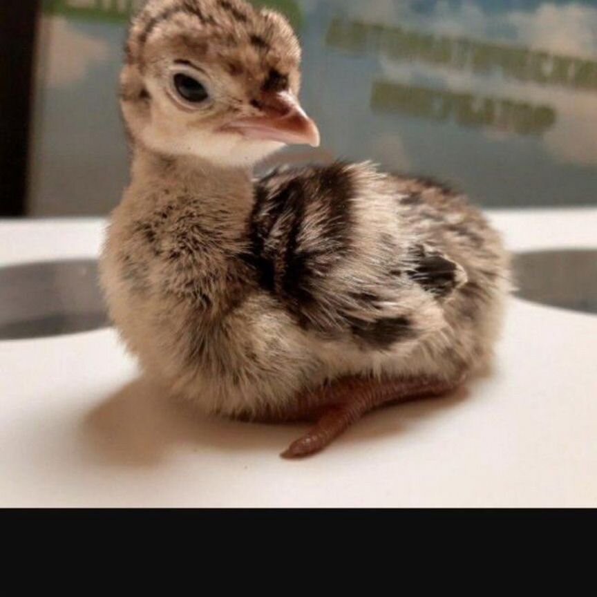 Индюки индюшата