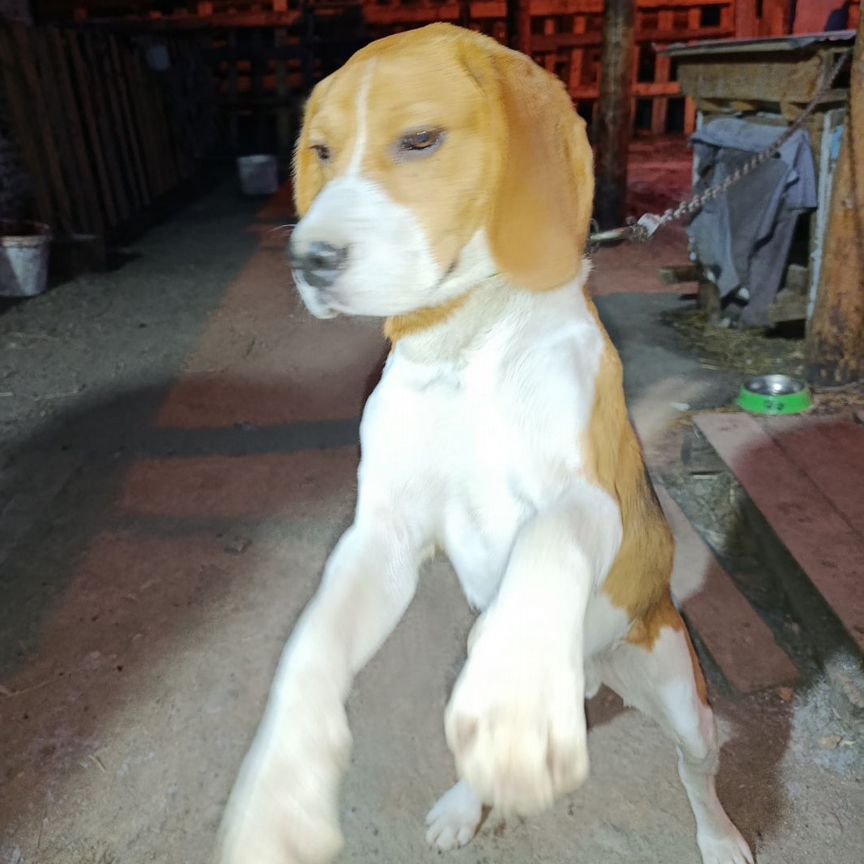 Бигль, взрослый пёс