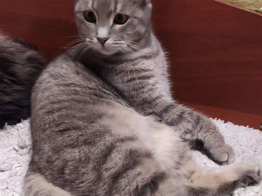 Шотландская