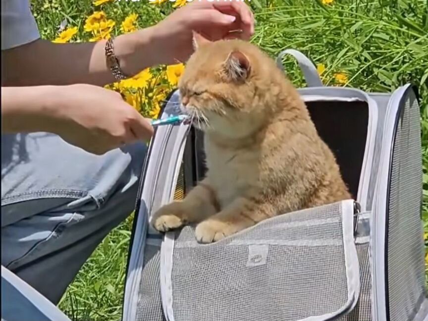 Переноска сумка для животных рюкзак