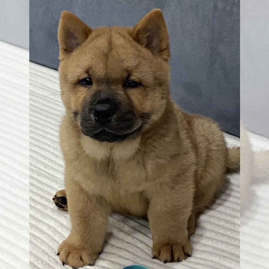 Чау-чау, щенок