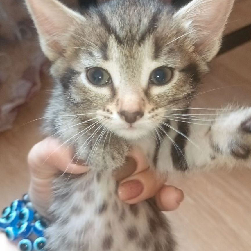 Продам котиков