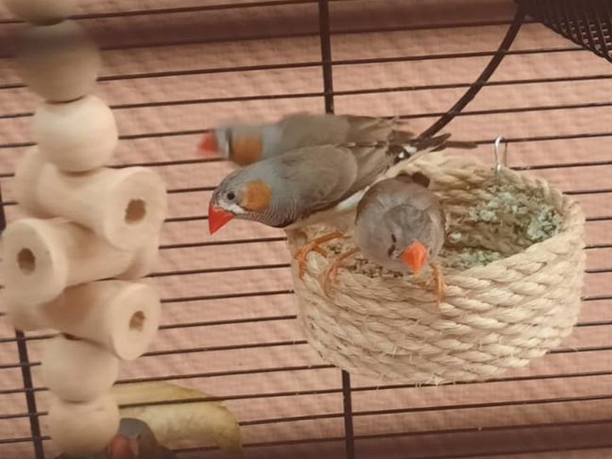 Амадины молодые самцы