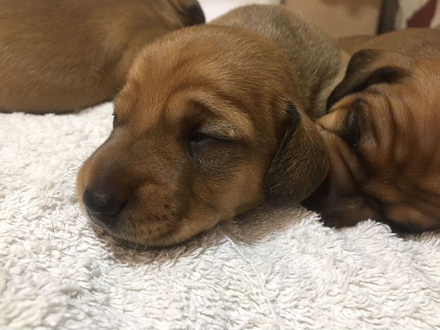 Щенки таксы