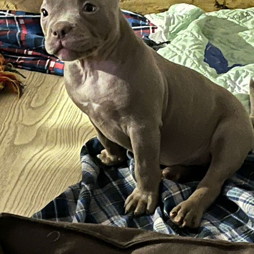 Американский булли покет