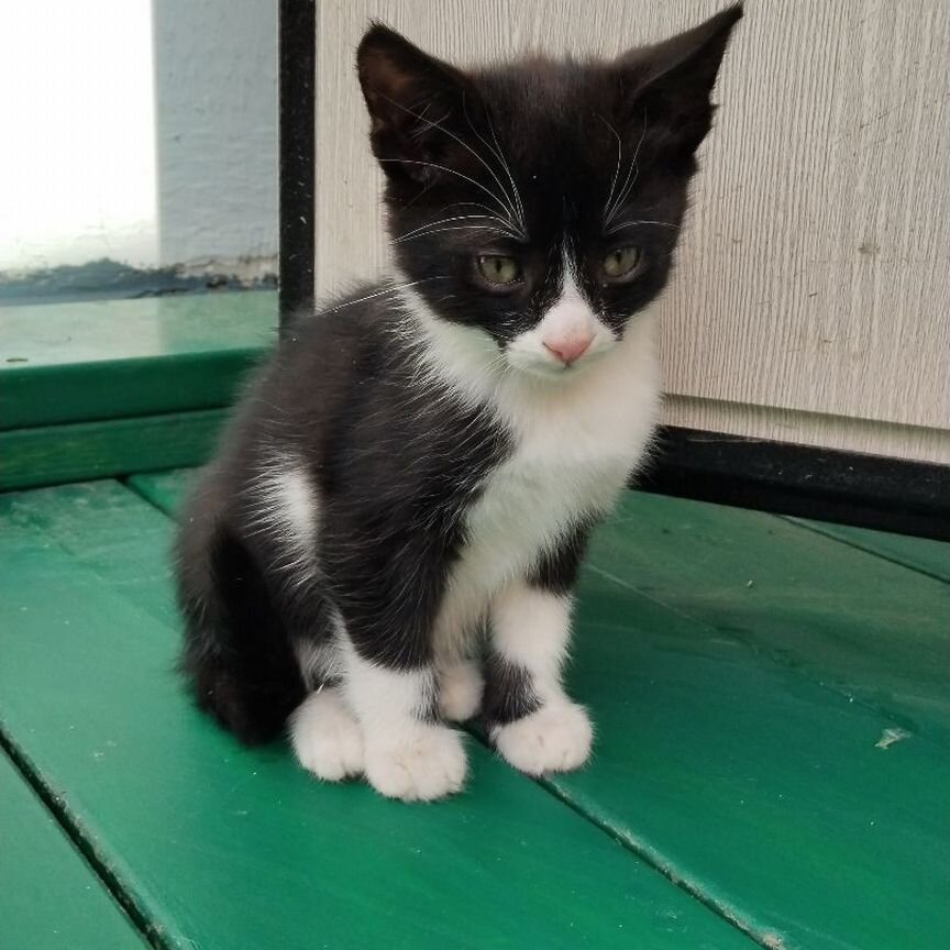 Котята в добрые руки бесплатно