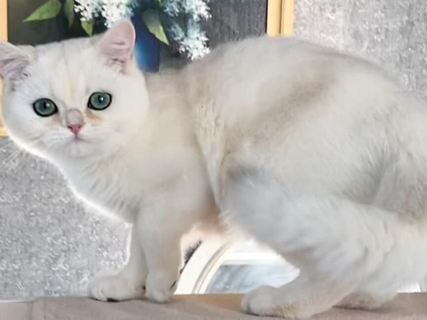 Британская котик