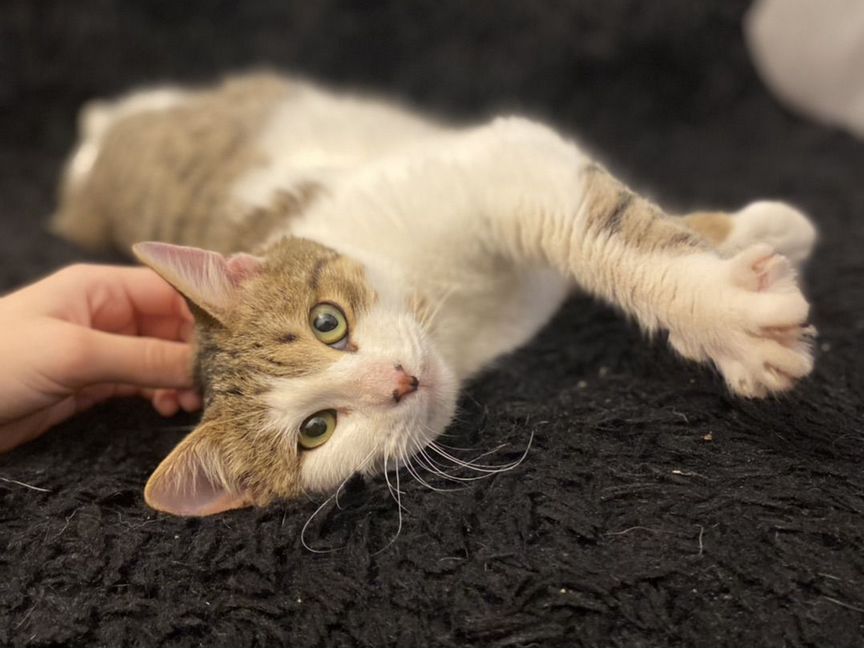 Забавный котик подросток