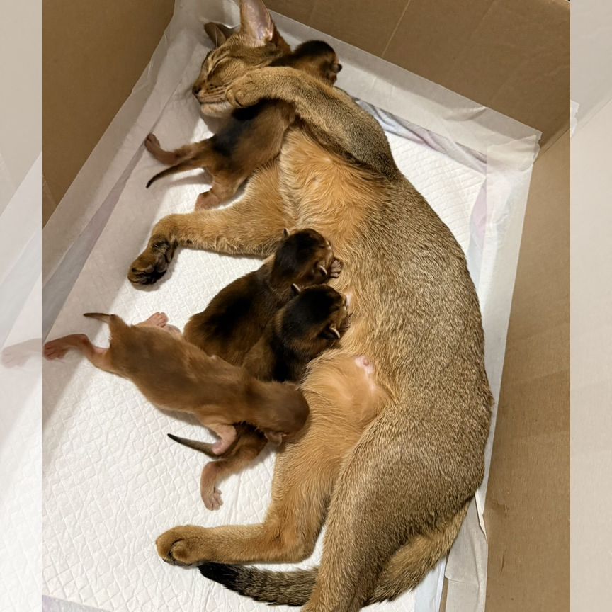 Абиссинский котёнок