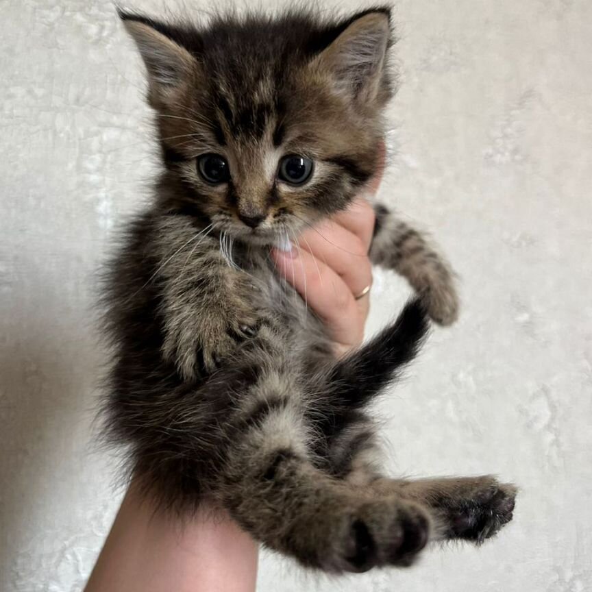 Котята в добрые руки 1 месяц