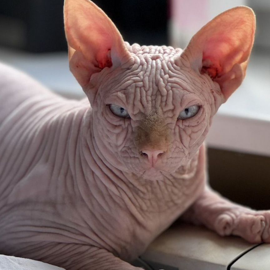 Канадский сфинкс в любимцы котенок