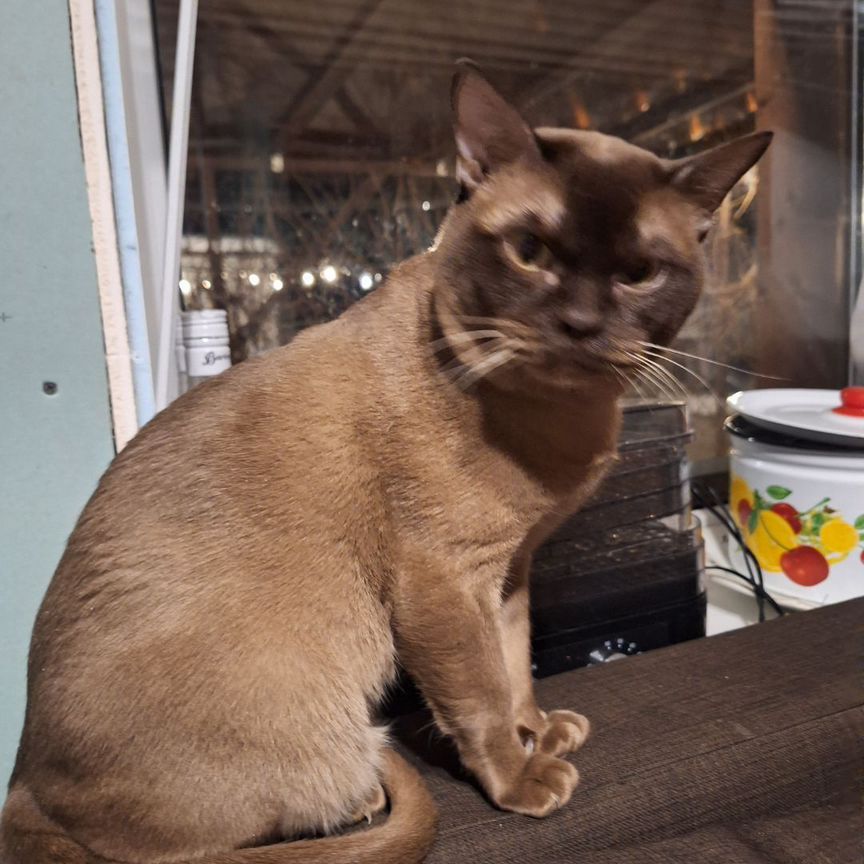 Бурманская