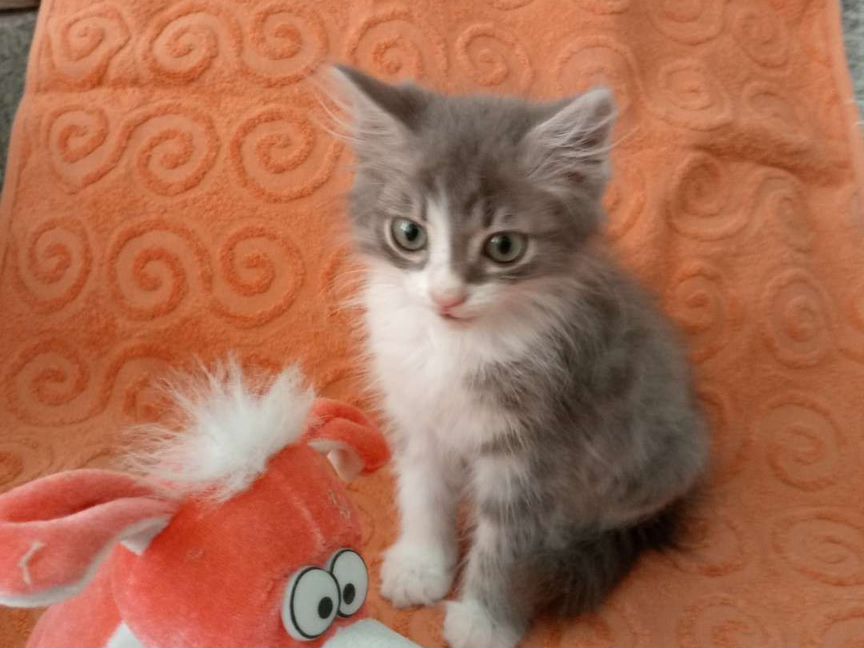 Котенок Мартин