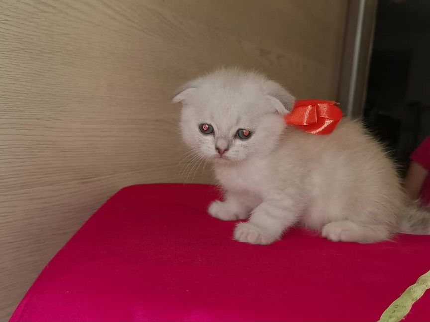 Шотландская вислоухая кошка
