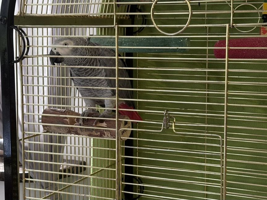 Клетка с попугаем