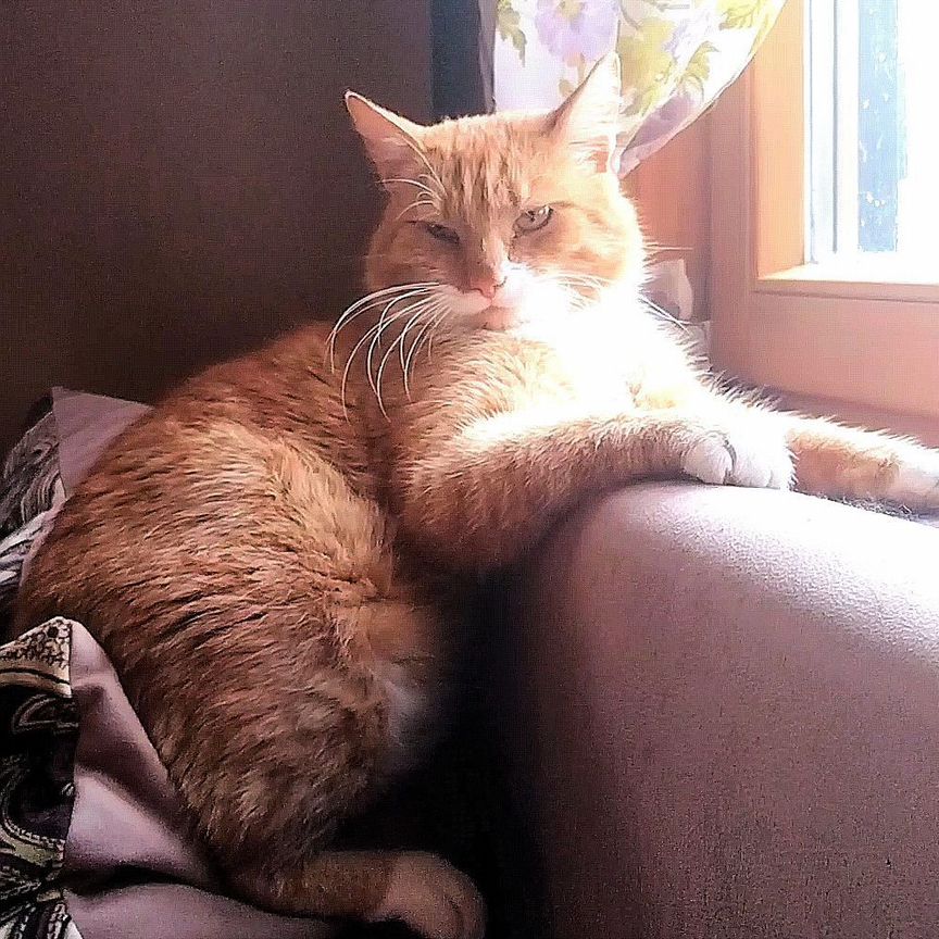 Классный кот в поиске дома
