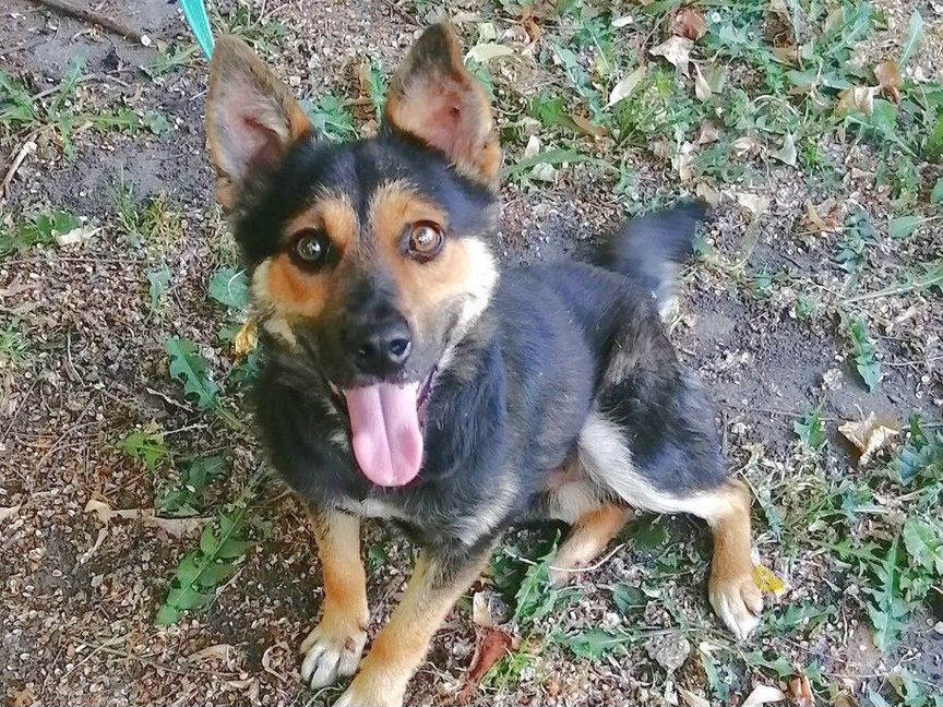 Молодой кобелёк в добрые руки, небольшой