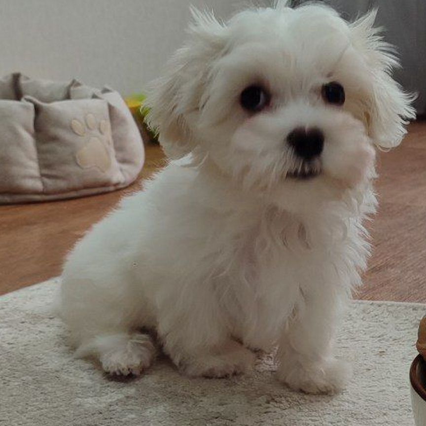 Мальтийская болонка, щенок