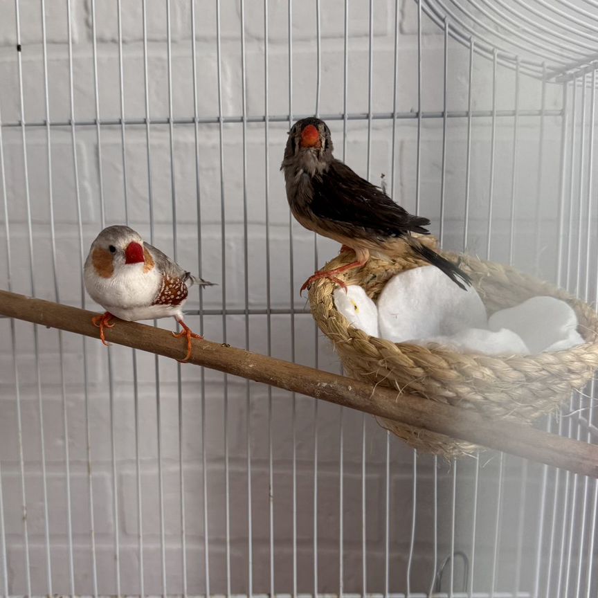 Птицы амадины