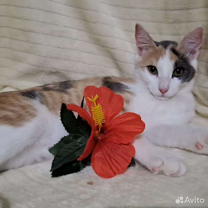 Чудо-девочка ищет своих мампап