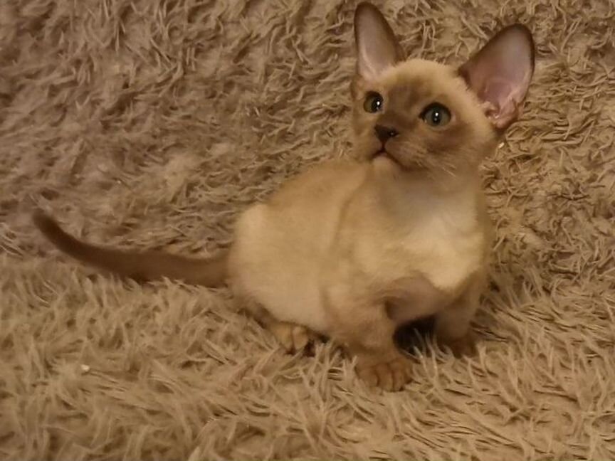 Манчкин