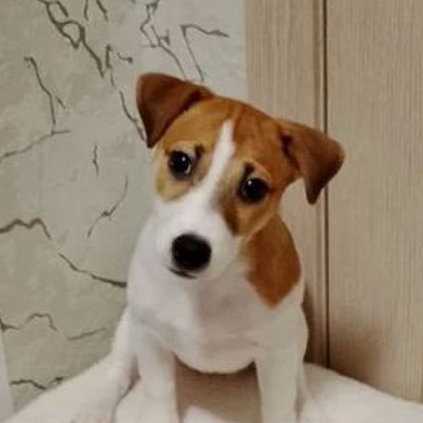 Джек-рассел-терьер, щенок