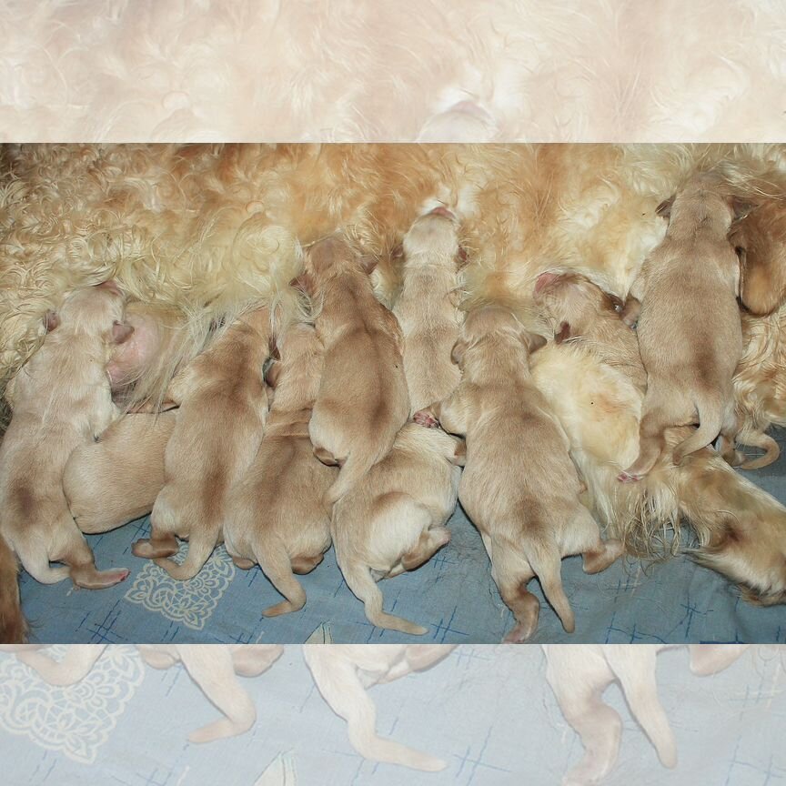 Золотистый ретривер, щенок