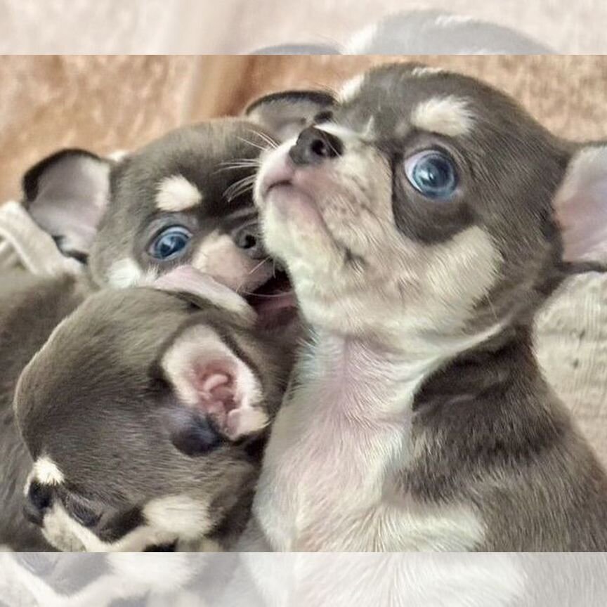 Чихуахуа, щенок