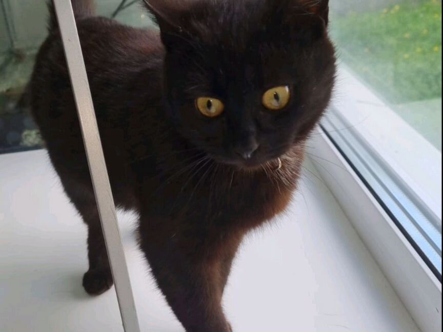 Кошечка 6 месяцев