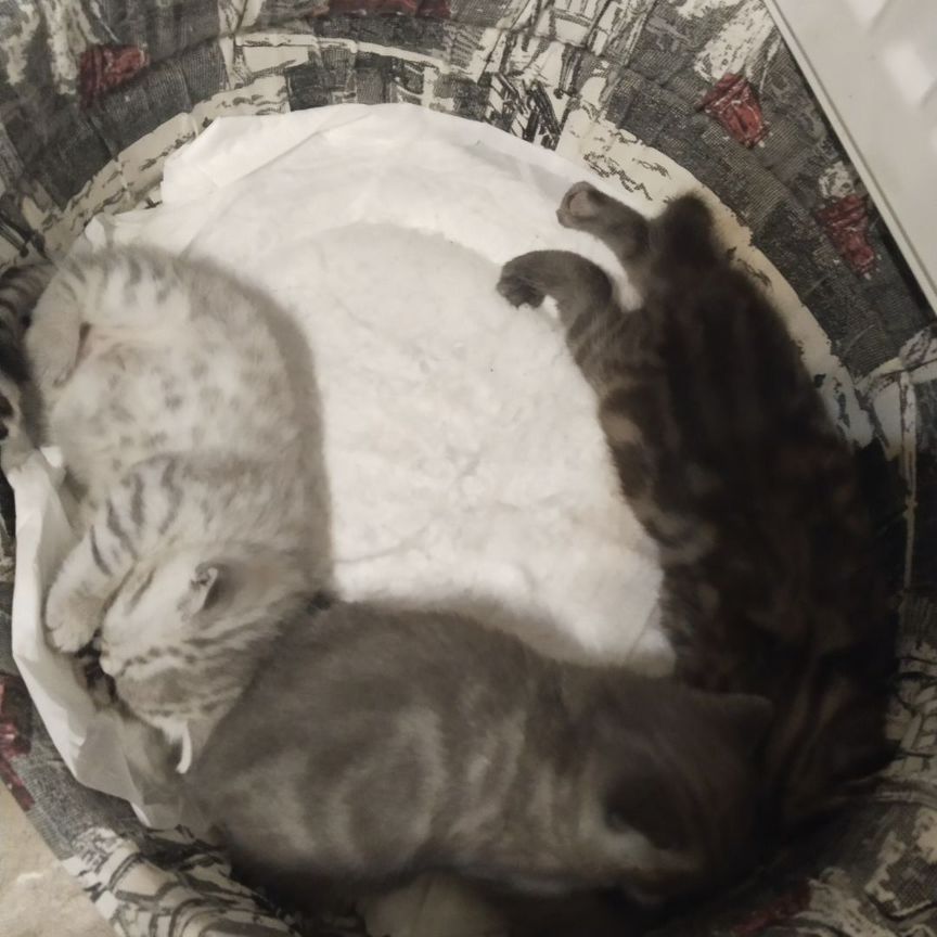 Шотландские вислоухие котята
