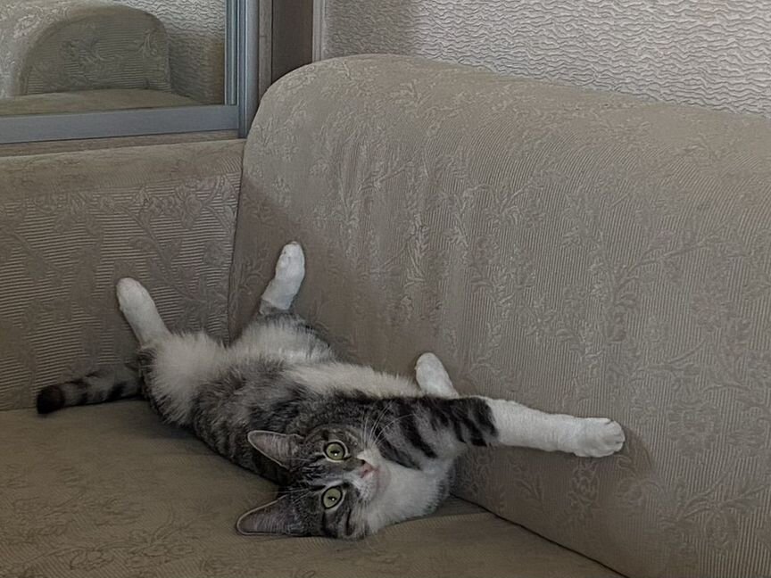 Кошки в добрые руки бесплатно