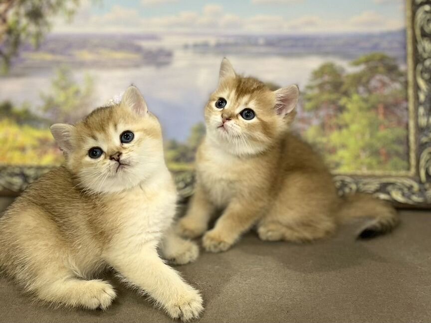 Котята золотая шиншилла