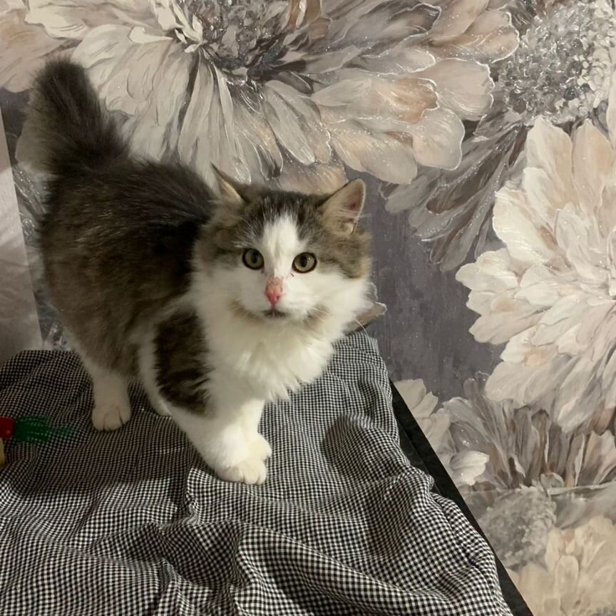 Котята в добрые руки бесплатно