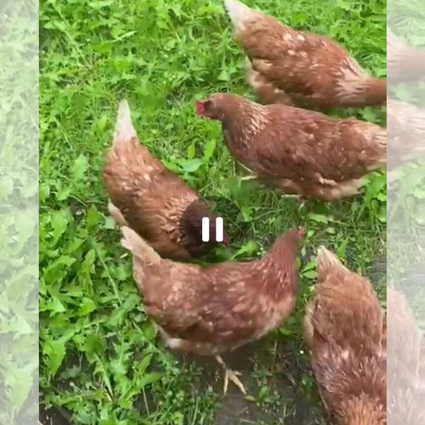 Куры несушки