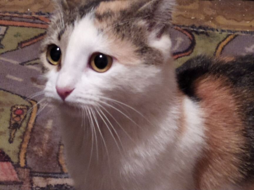 Кошка