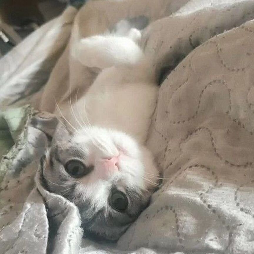 Вислоухий котенок