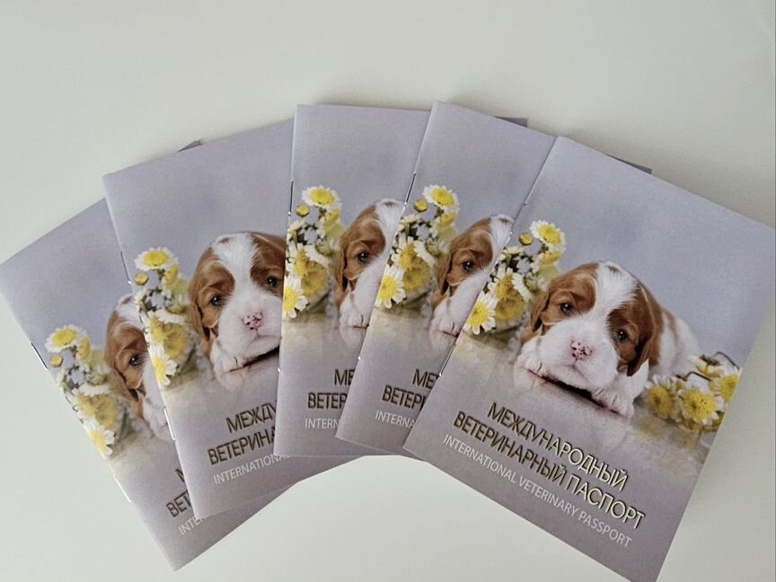Международный ветеринарный паспорт