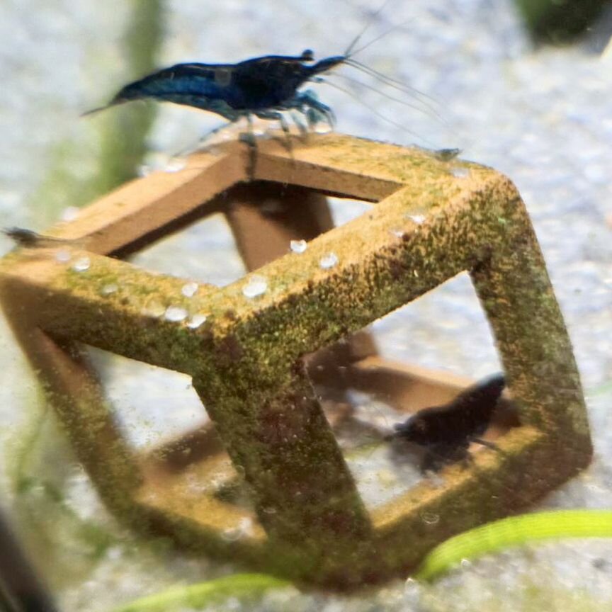 Аквариумные креветки Блю дрим