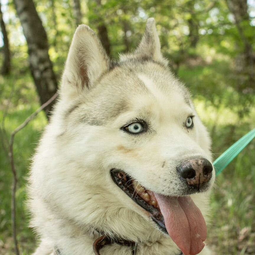 Красавчик Скай ищет дом