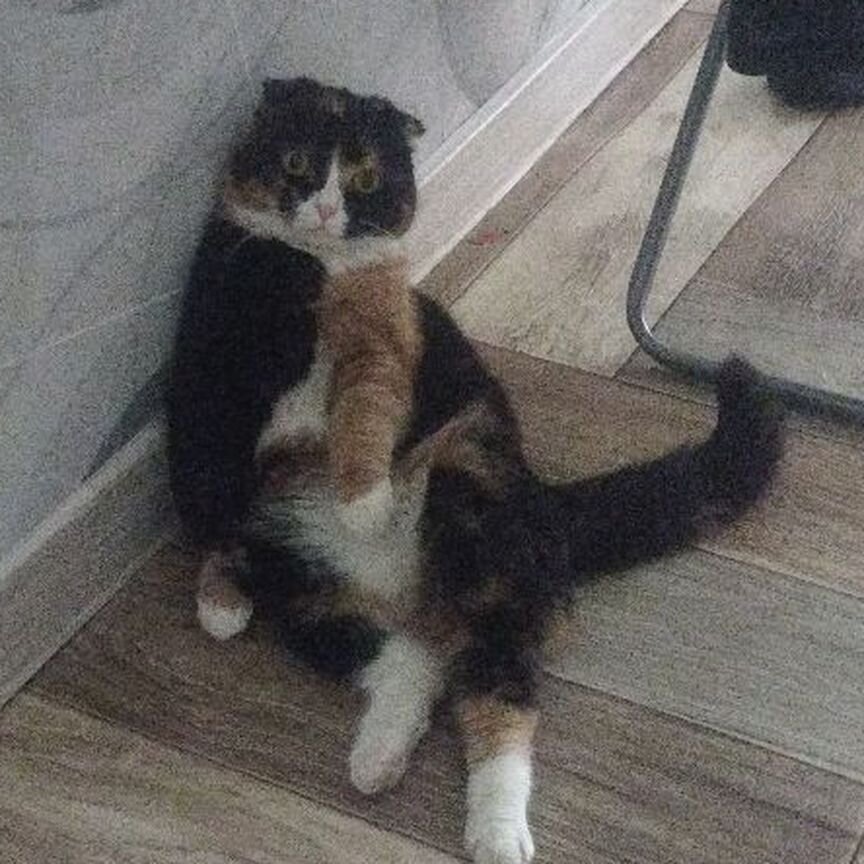 Взрослая, кошка в добрые руки