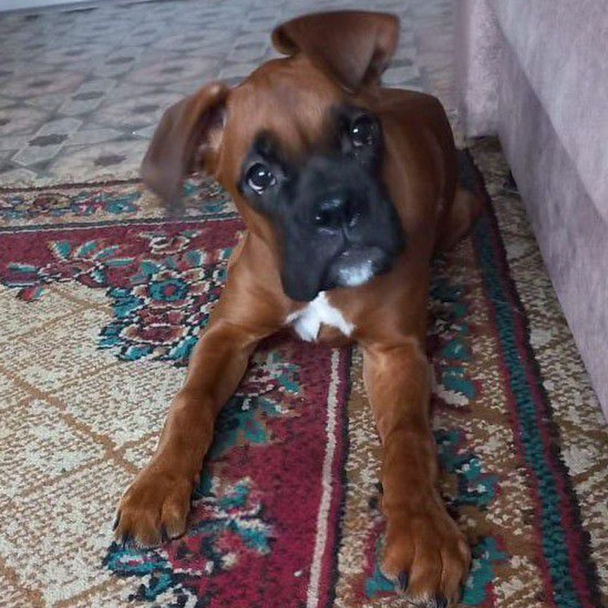 Отдам бесплатно, Немецкий боксер, зовут Тилль