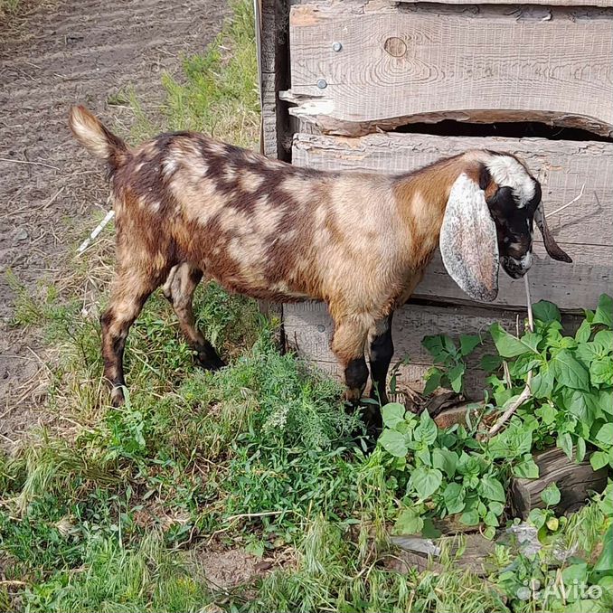 Козочка нубийская