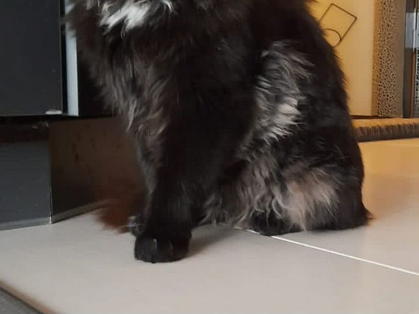 Котики в добрые руки