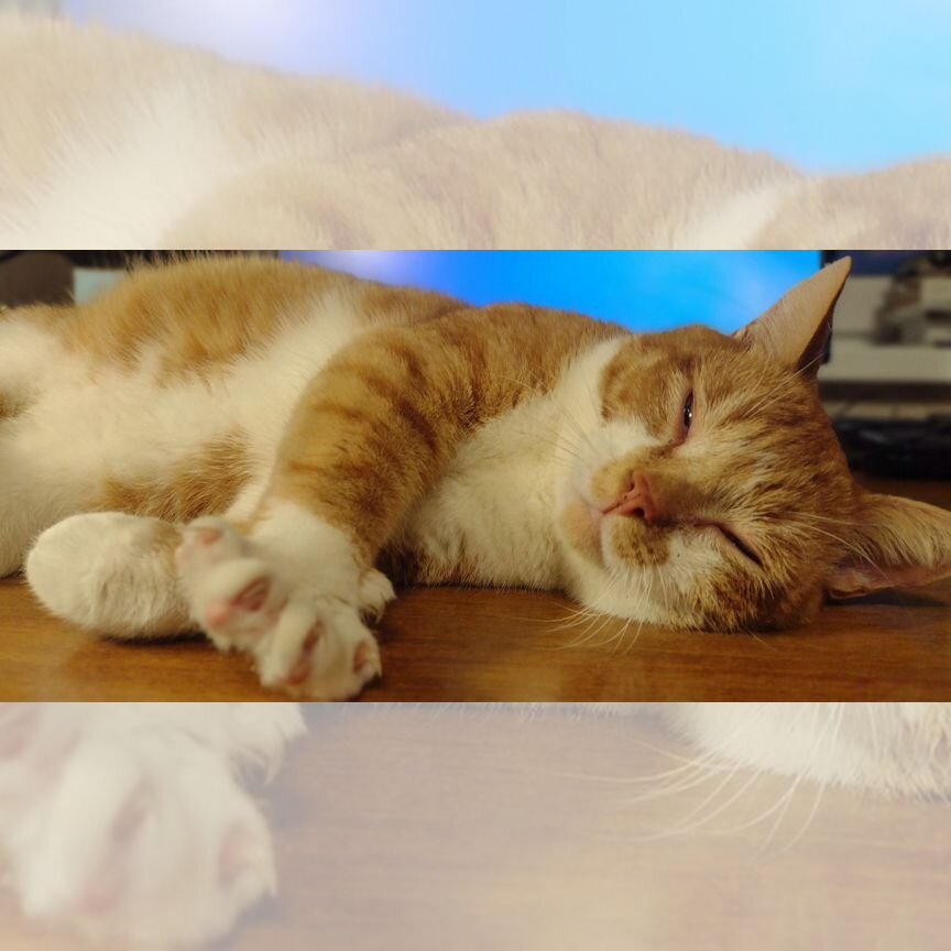 Рыжий красивый котик сирота около 2-х лет